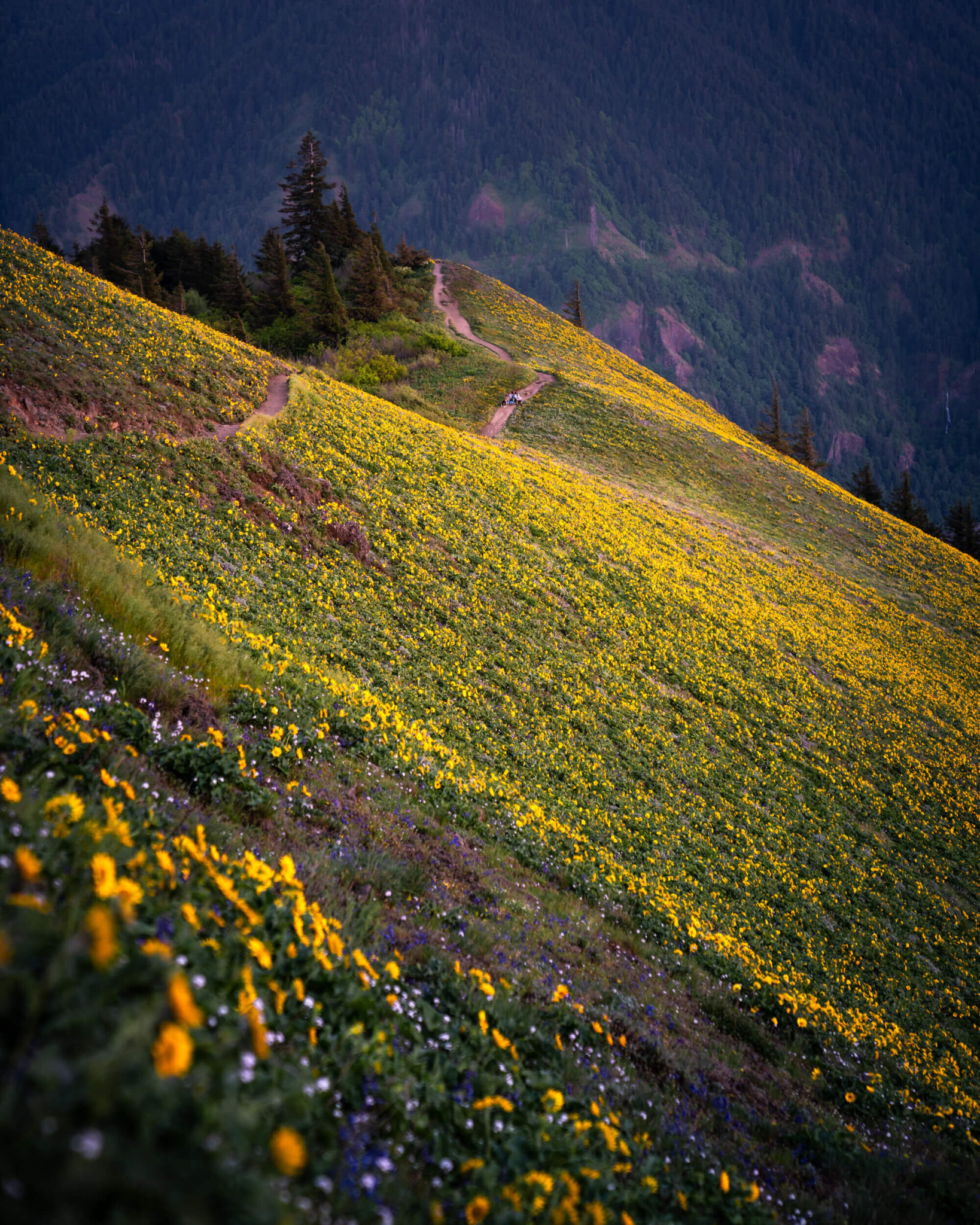 Nine Stunning Spring Hikes In Washington State - Jess Wandering