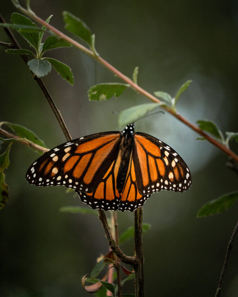 How to See The Monarch Butterfly Migration in Mexico - Jess Wandering