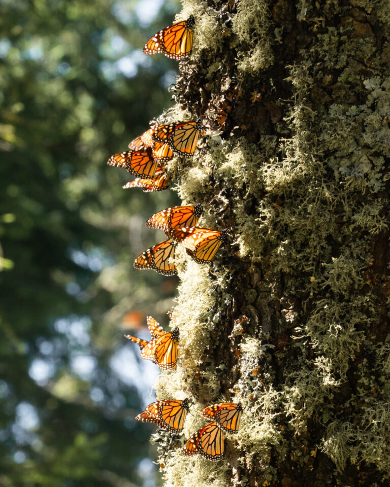 How to See The Monarch Butterfly Migration in Mexico - Jess Wandering