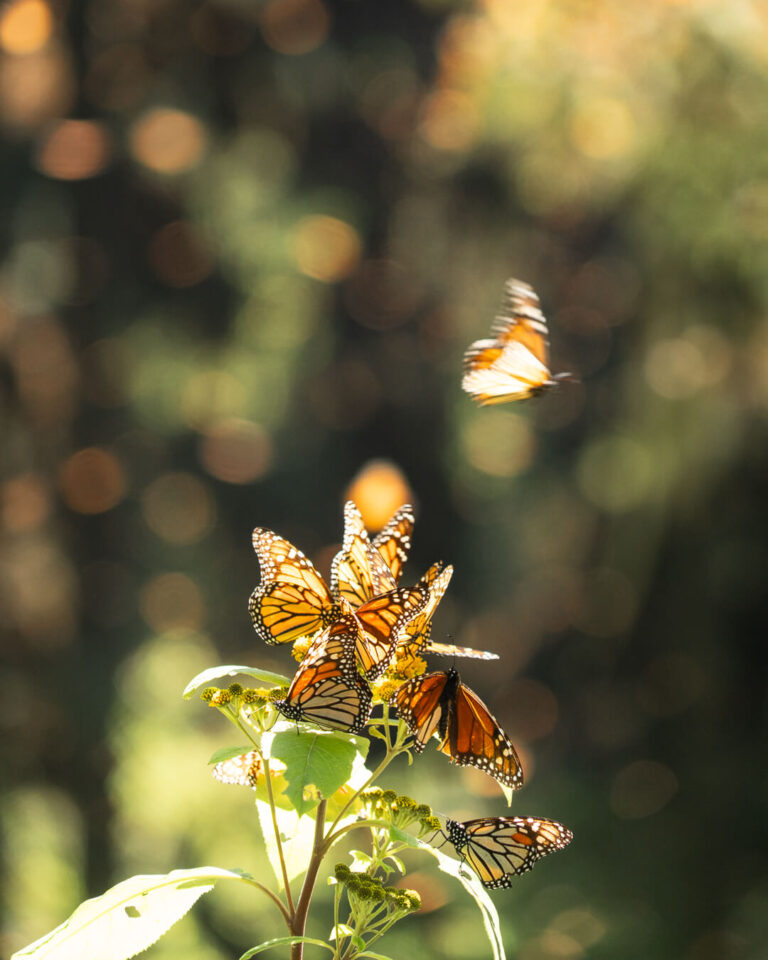 How to See The Monarch Butterfly Migration in Mexico - Jess Wandering