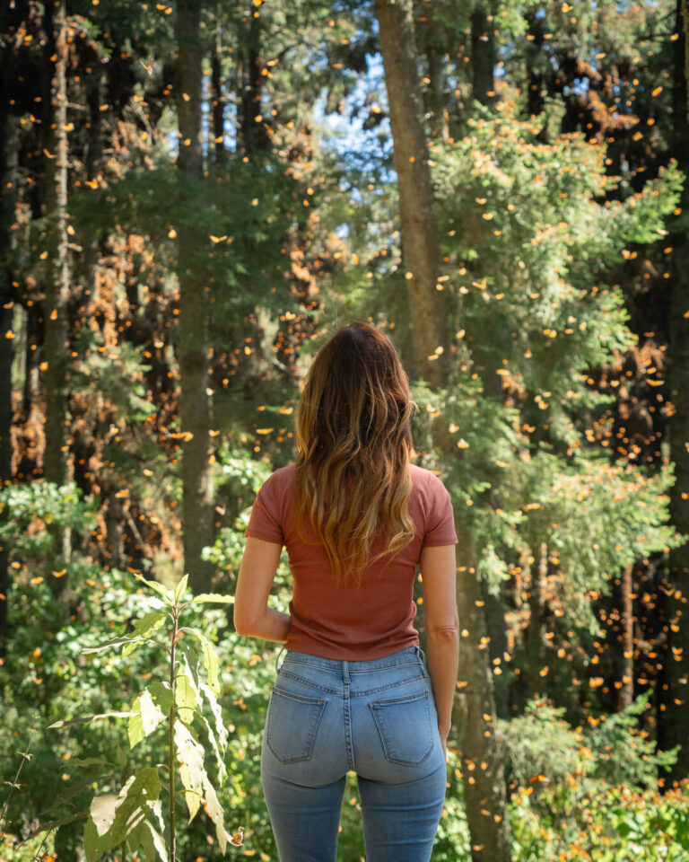 How to See The Monarch Butterfly Migration in Mexico - Jess Wandering