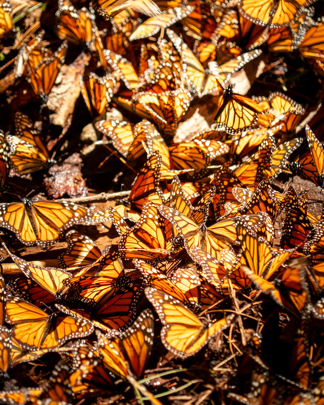 How to See The Monarch Butterfly Migration in Mexico - Jess Wandering