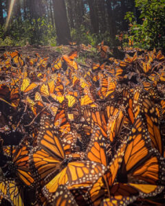 How to See The Monarch Butterfly Migration in Mexico - Jess Wandering