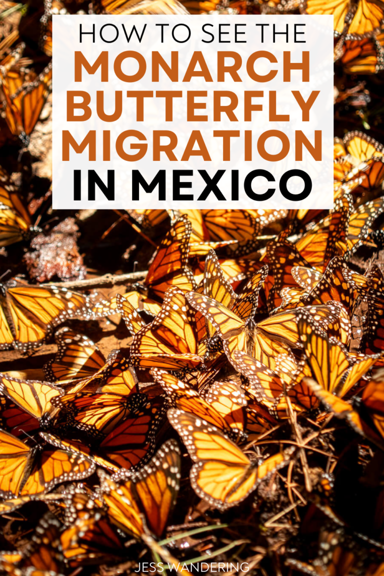 How to See The Monarch Butterfly Migration in Mexico - Jess Wandering
